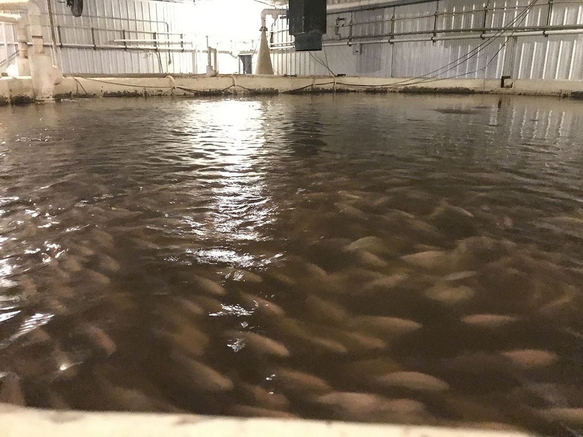 Taylor Fish Farm Shares Mission of Sustainability