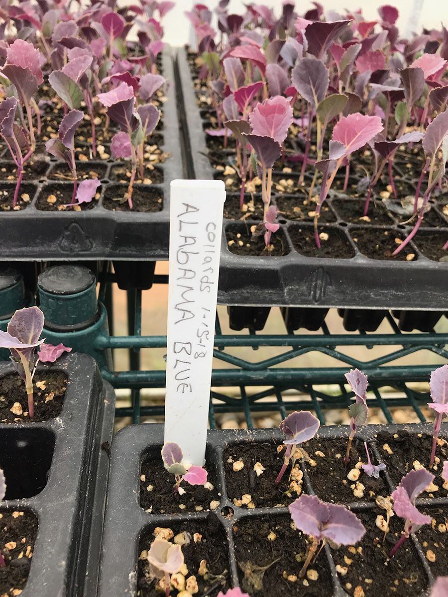 Birmingham-Southern College Meets Inspiring Alabama Farmers