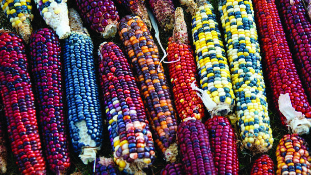 Meet the Activists Working to Restore Indigenous Foodways