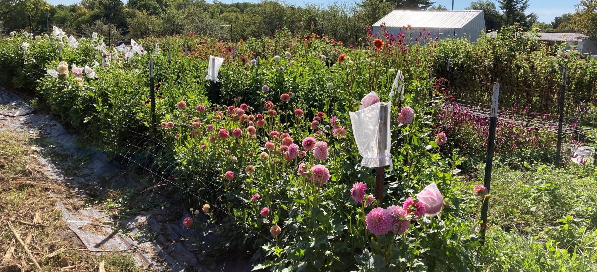 Exploring Eco-Justice in Action at the White Violet Center Farm | Blog ...